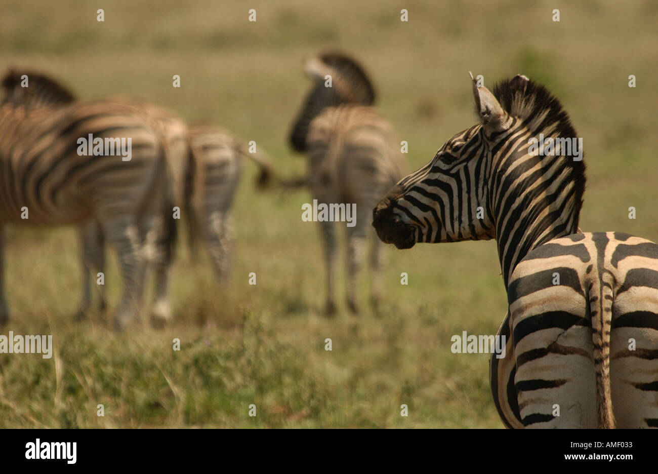 Rear end of zebra hi-res stock photography and images - Alamy
