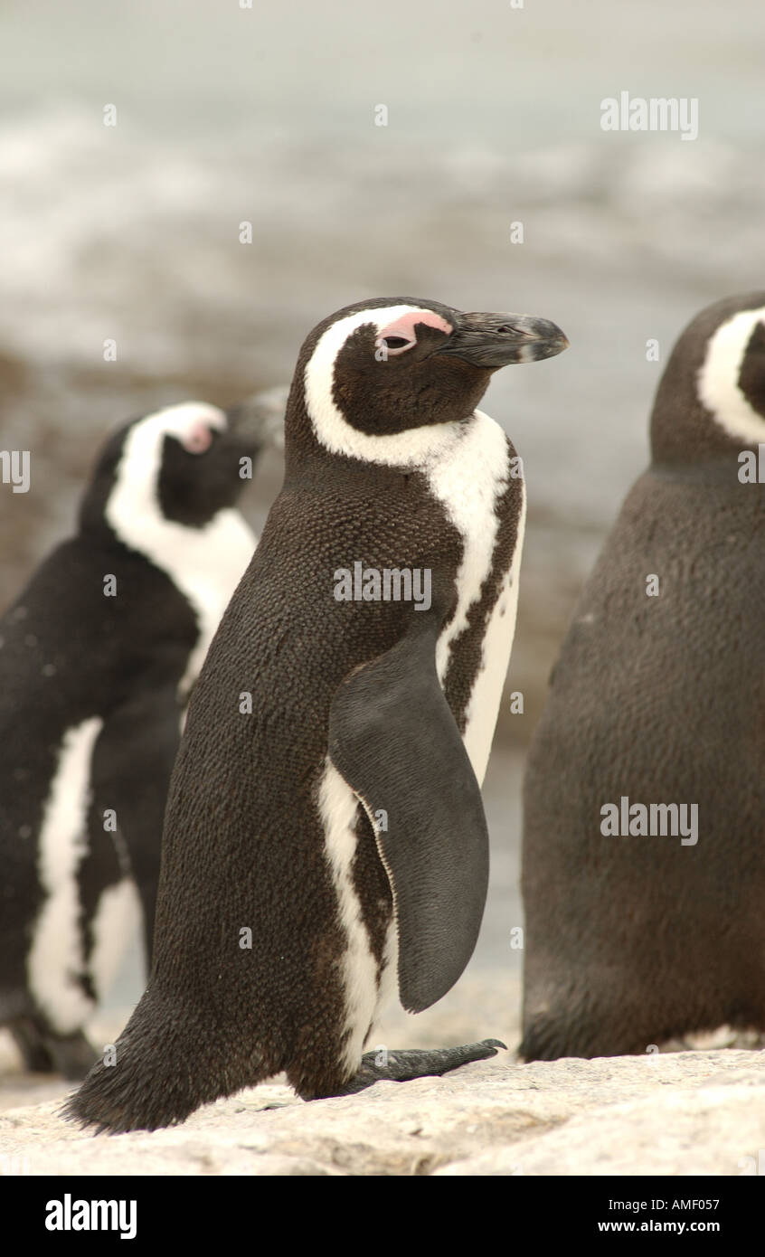 African penguin colonies hi-res stock photography and images - Alamy