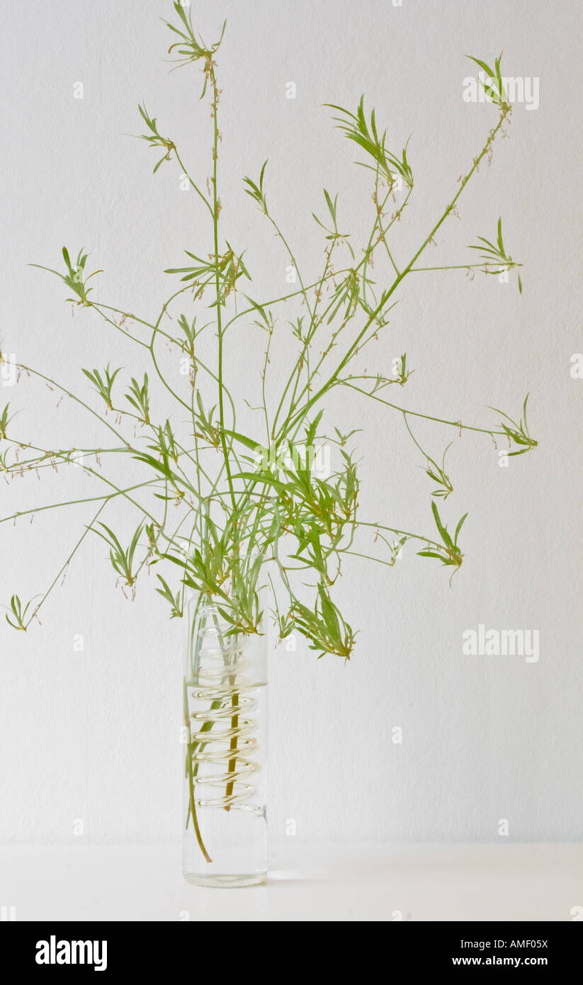 Skott hi-res stock photography and images - Alamy