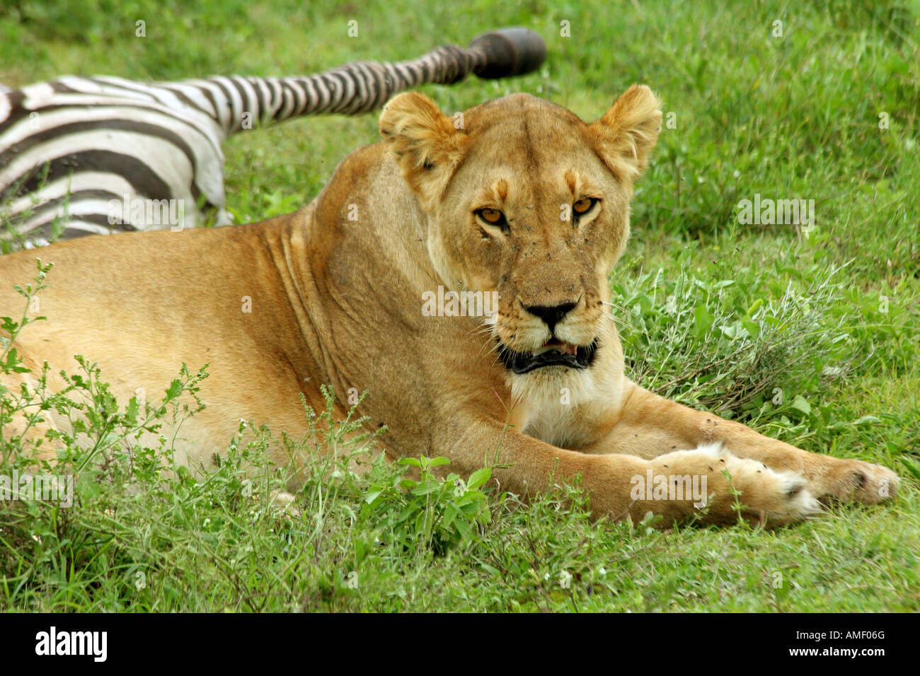 Lioness with her prey - a recently-killed zebra. Predator seen with her ...