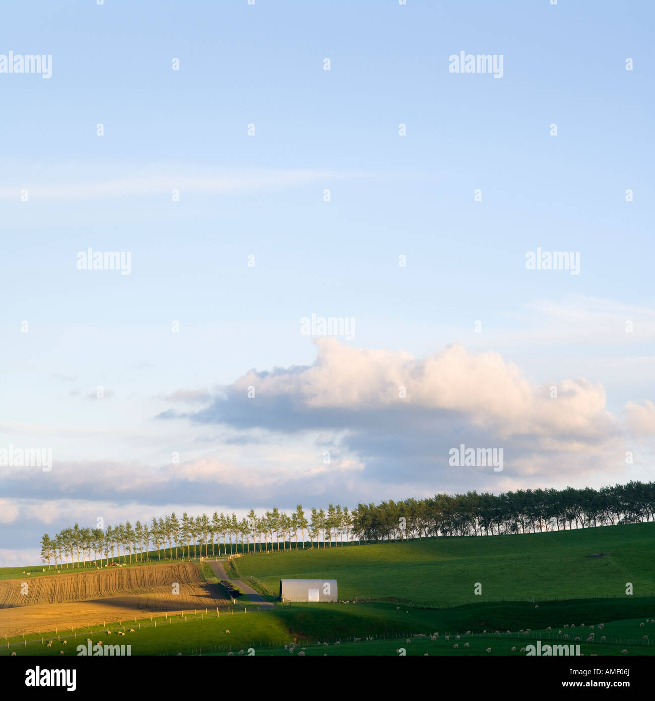 farmland with tree line Stock Photo - Alamy