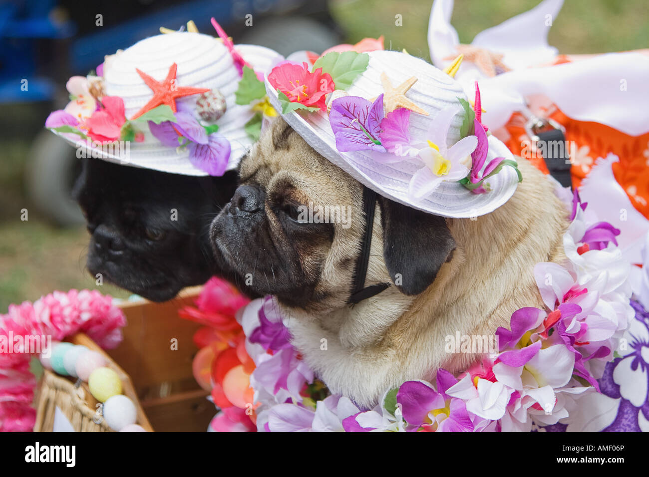 two pugs dressed for easter Stock Photo - Alamy