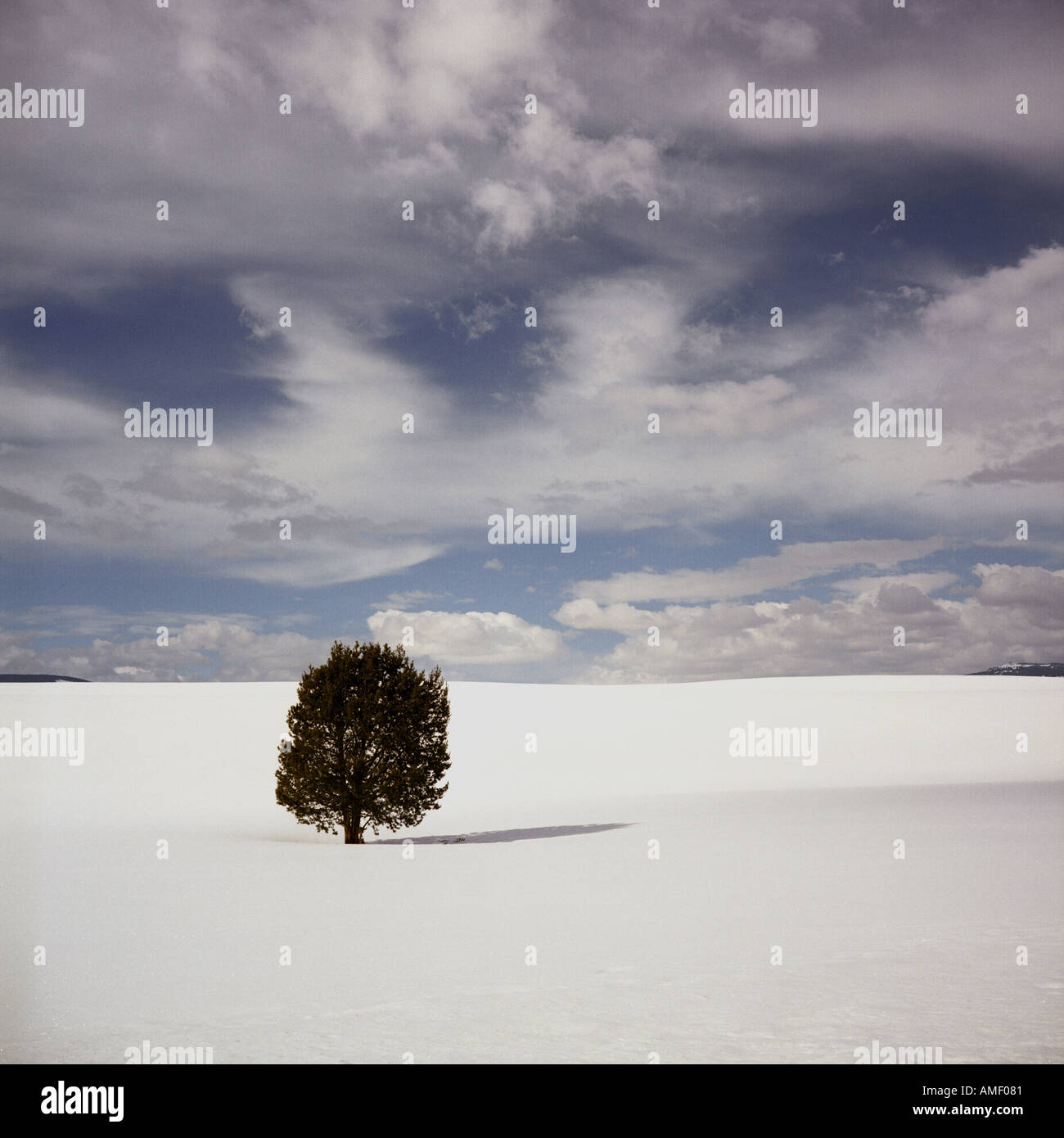 Field lone tree hi-res stock photography and images - Alamy