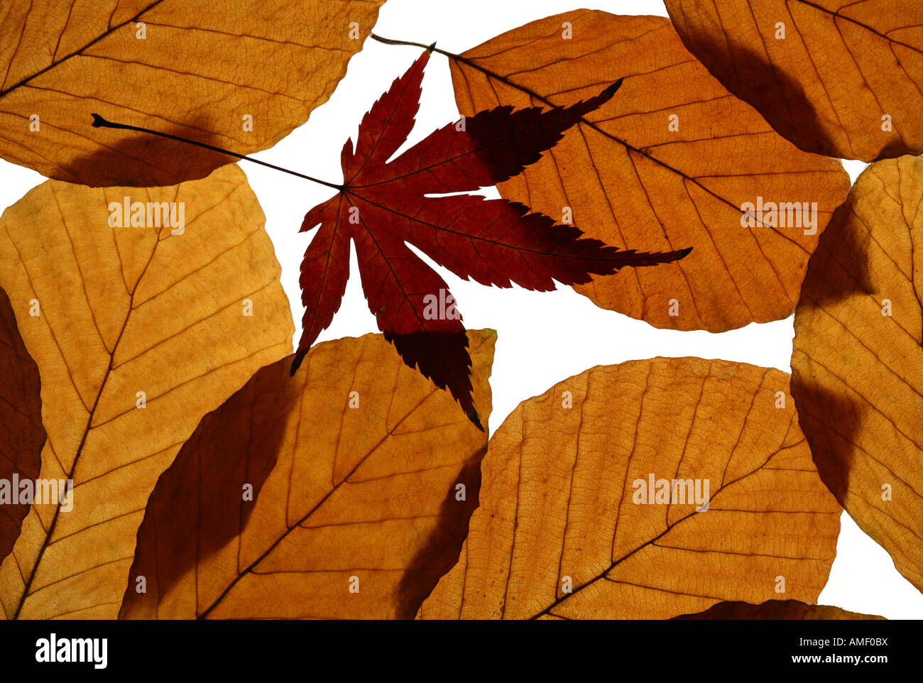 Acer palmatum maple tree in Cut Out Stock Images & Pictures - Alamy