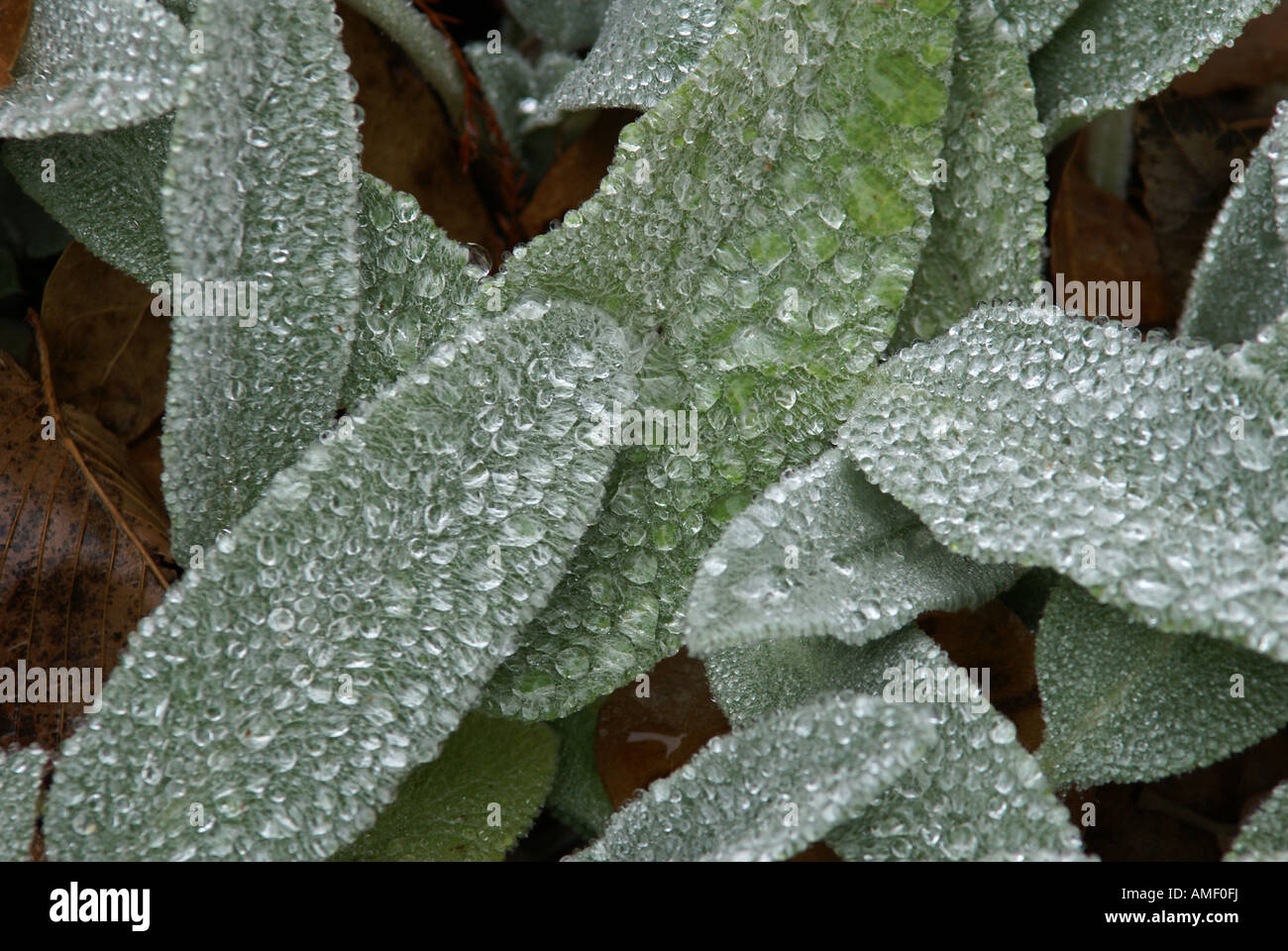 morning dew on lambs ear Stock Photo - Alamy