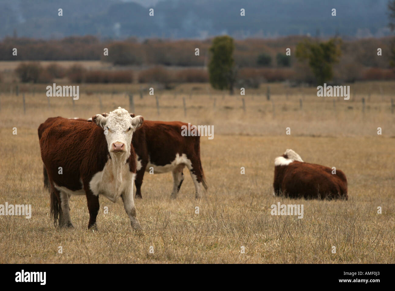 Argentinian cows in a camp Stock Photo - Alamy