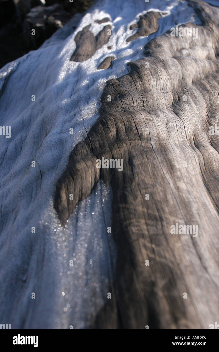 Frozen tree trunk. You can see the ice covering the crust. Vertical ...
