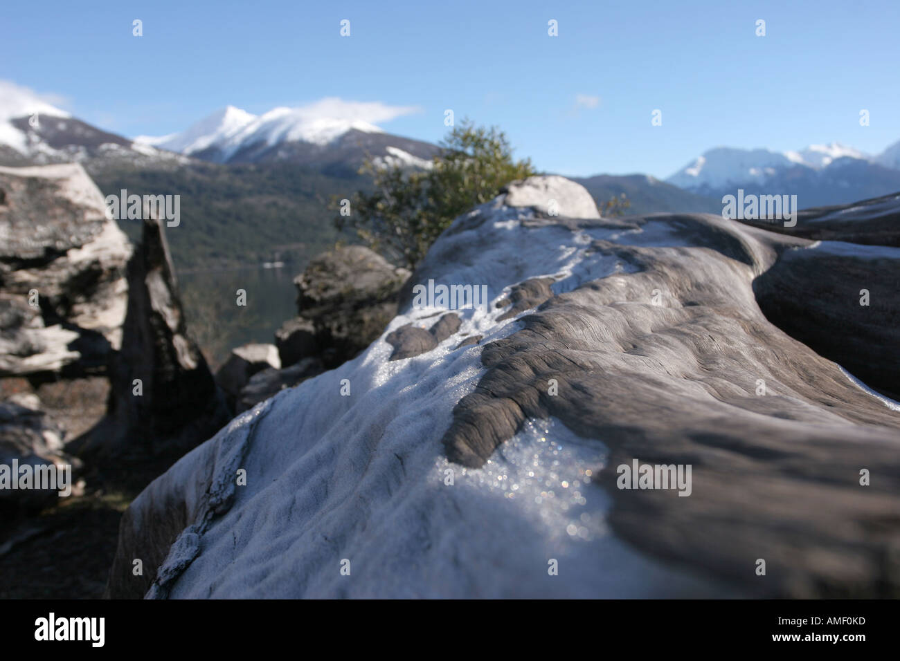Frozen tree trunk. You can see the ice covering the crust. Landscape ...