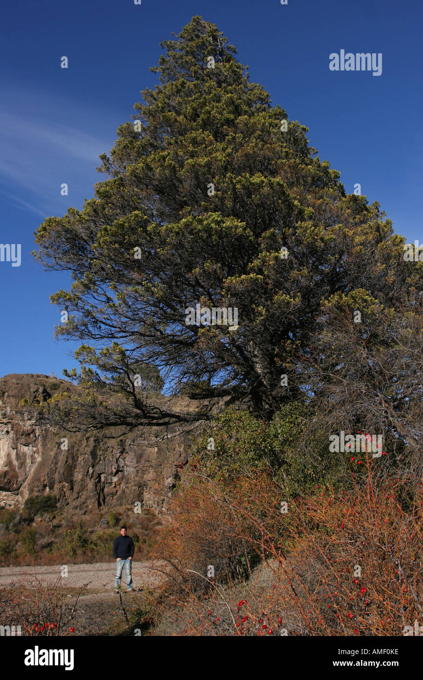 A tall pine tree in Patagonia Argentina, with a man standing under it ...
