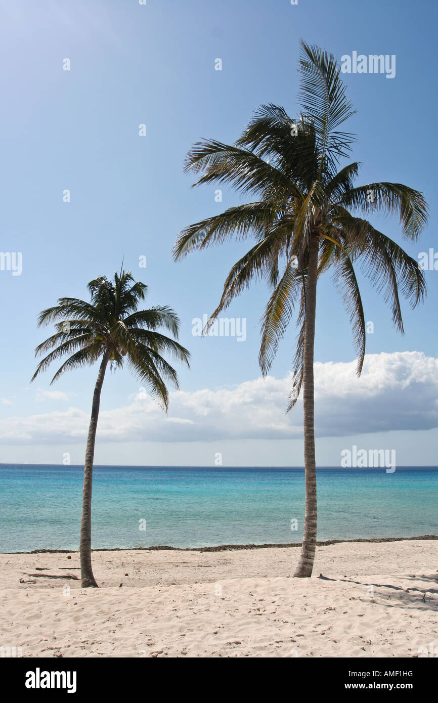 An empty beach with two palm trees Stock Photo - Alamy