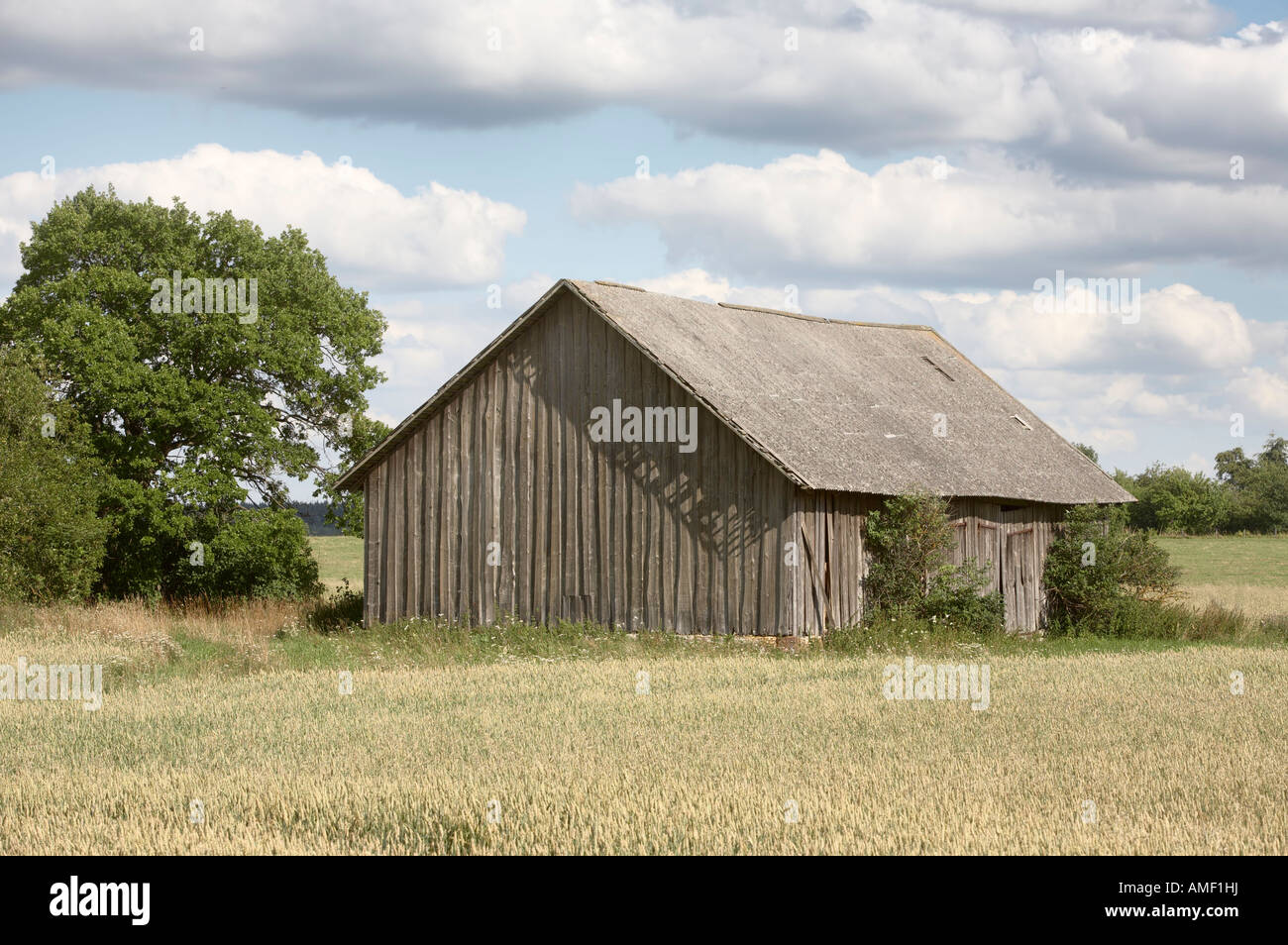 An old barn building amidst a grain field near Tartu, Estonia Stock ...