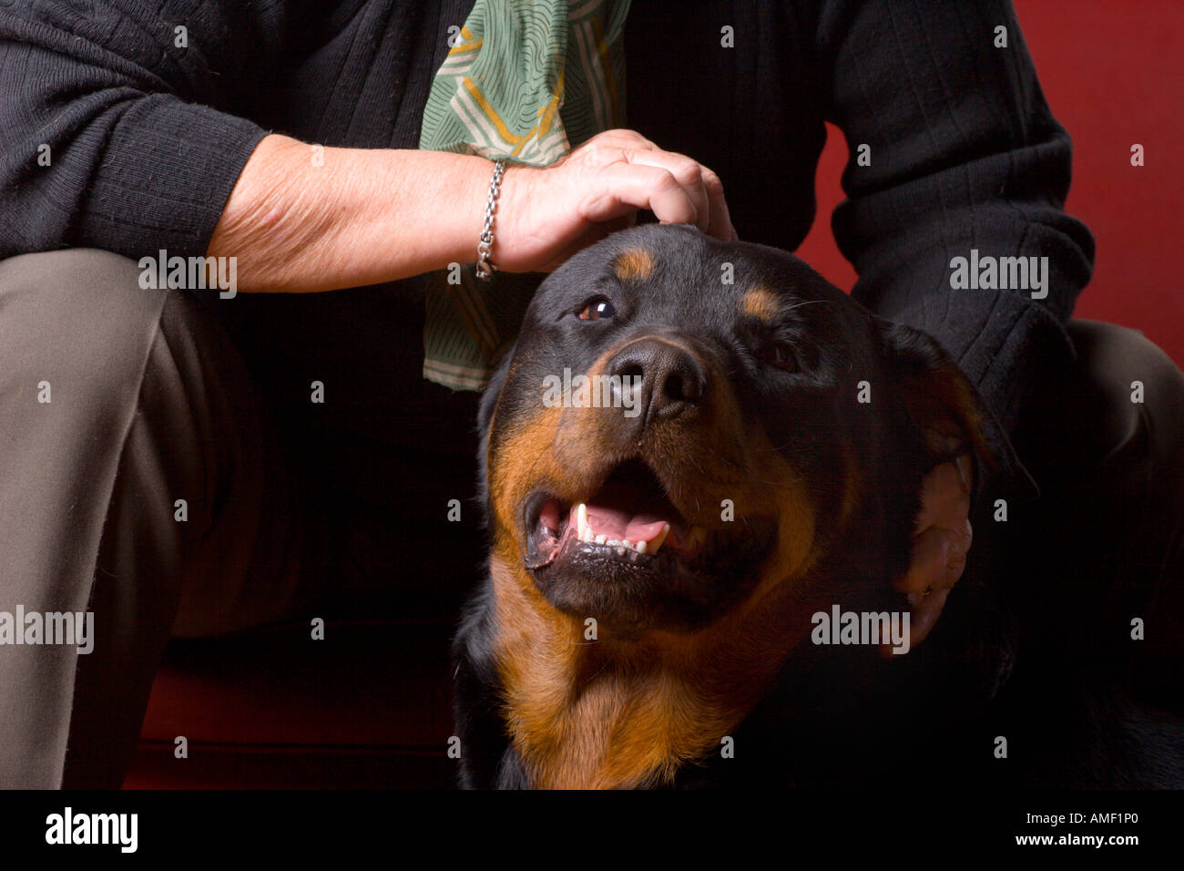 Sitted dog hi-res stock photography and images - Alamy
