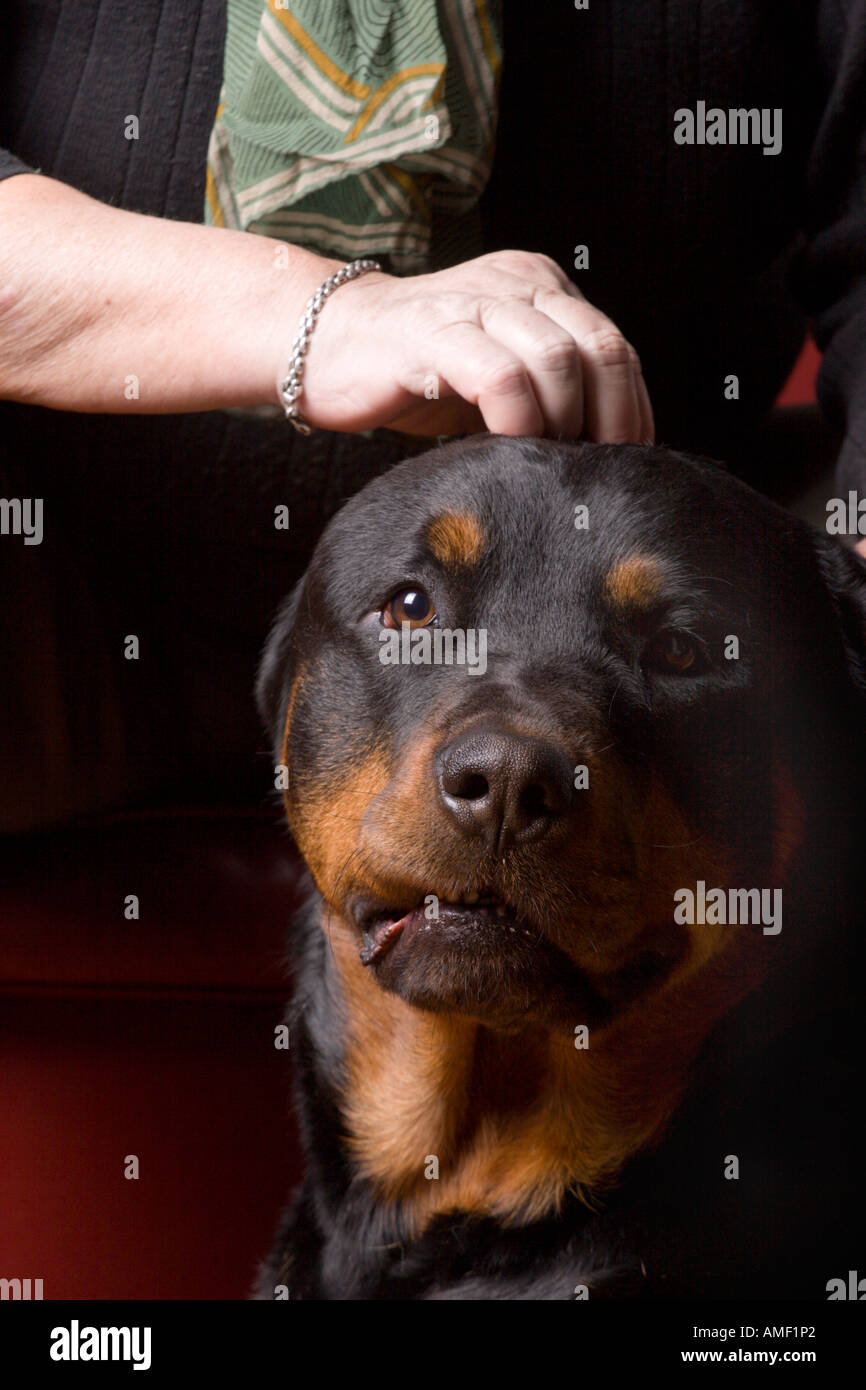 Sitted Dog High Resolution Stock Photography and Images - Alamy