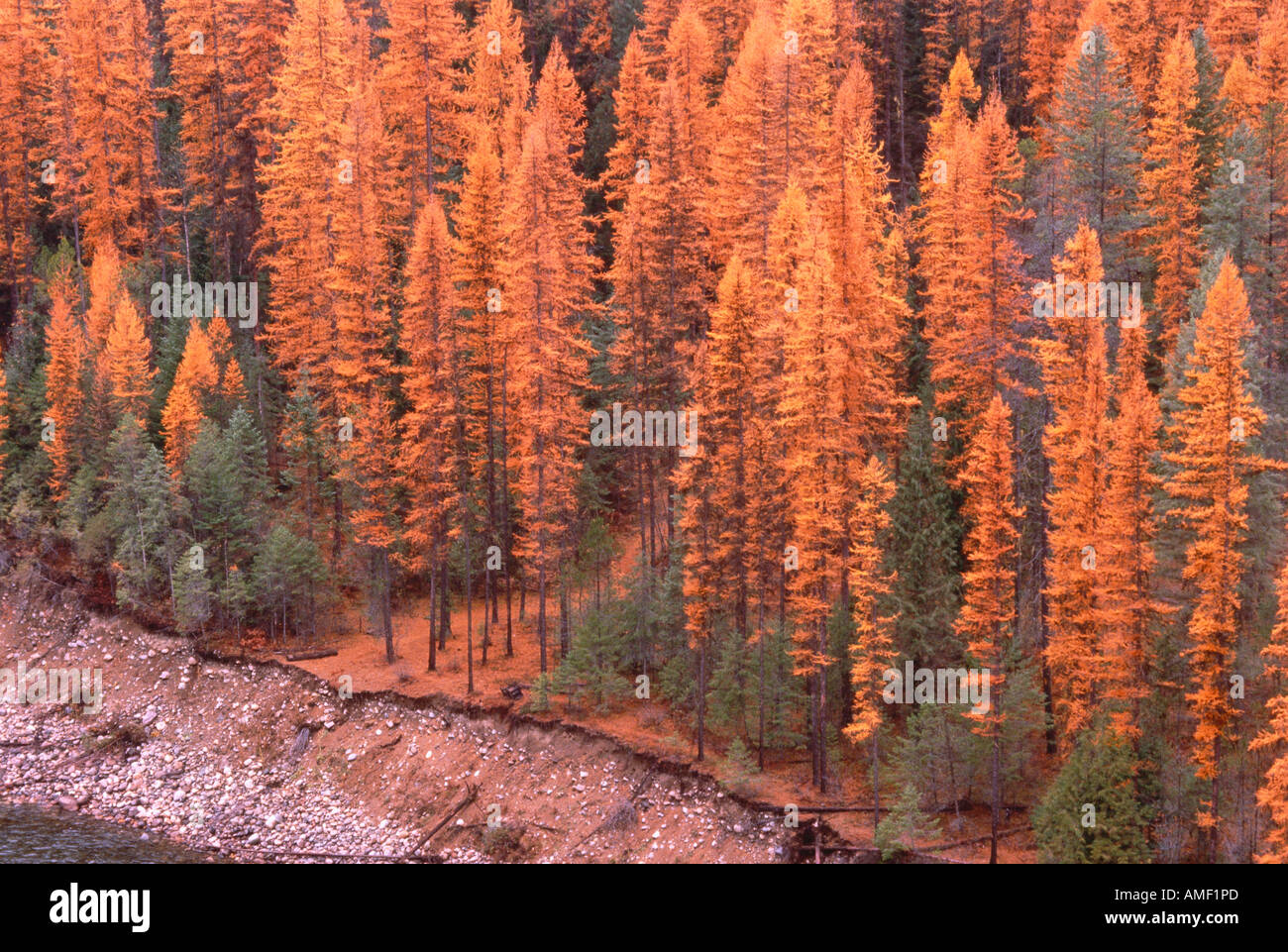 Golden Tamarack in Autumn Stock Photo - Alamy