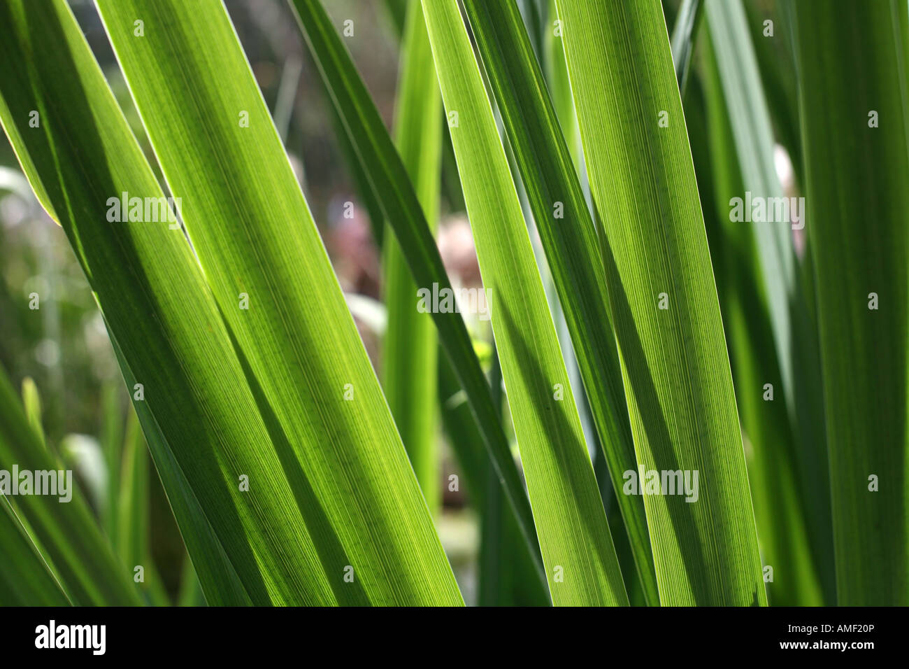 Bright Green Grass Texture Stock Photo - Alamy
