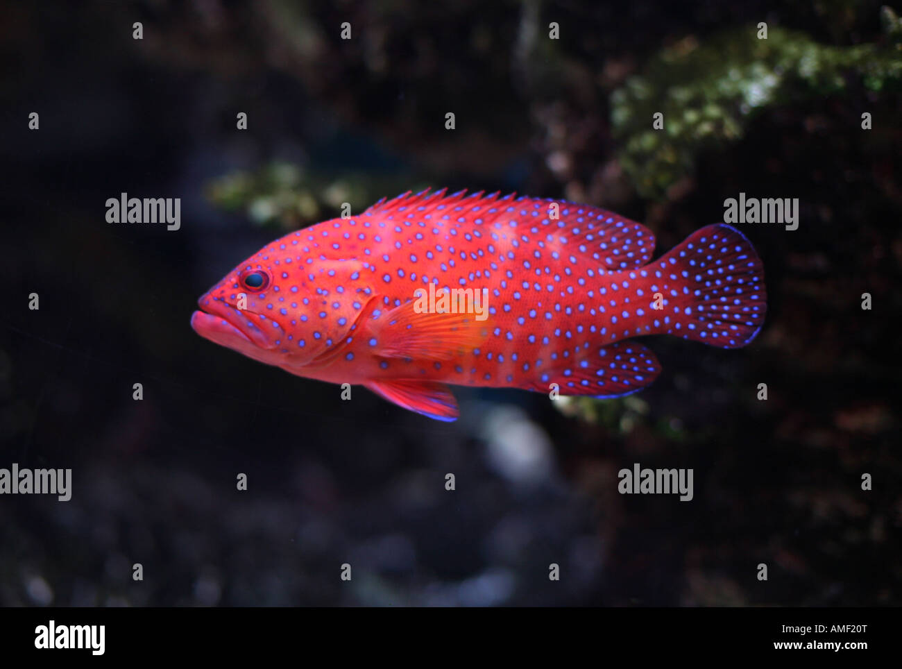 Miniata grouper also known as a Coral hind or a Coral cod ...