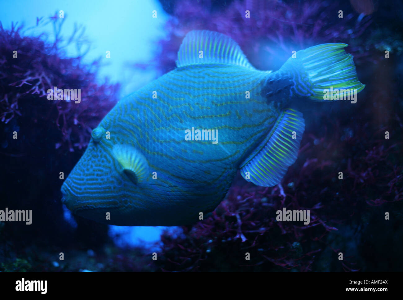 Triggerfish underwater hi-res stock photography and images - Alamy