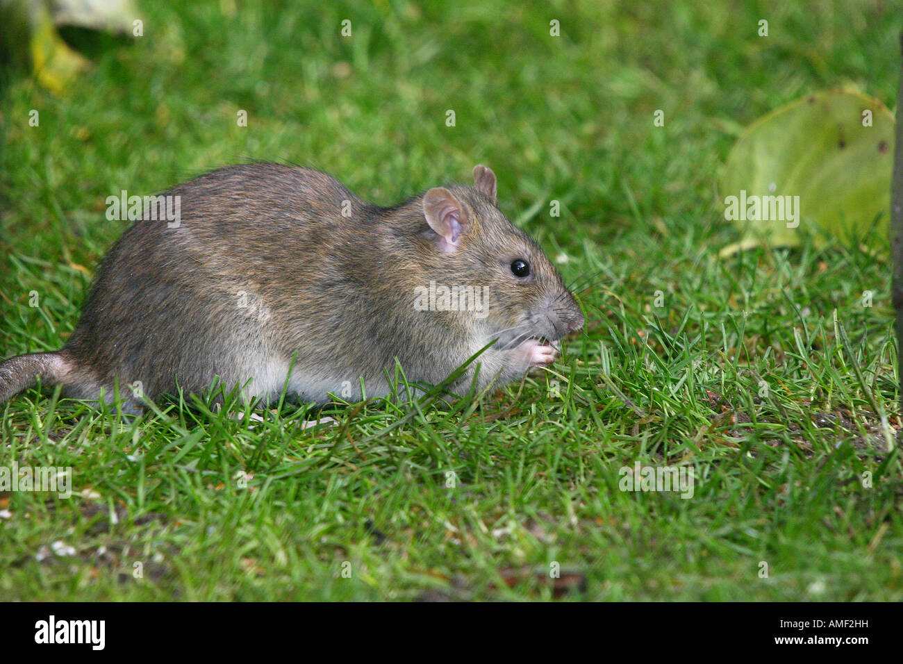 Large rodent common rat hi-res stock photography and images - Alamy