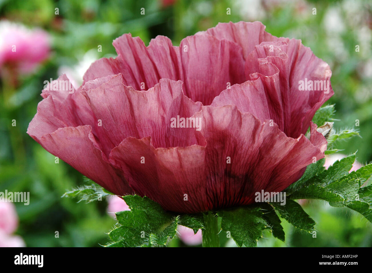 Poppy colour hi-res stock photography and images - Alamy