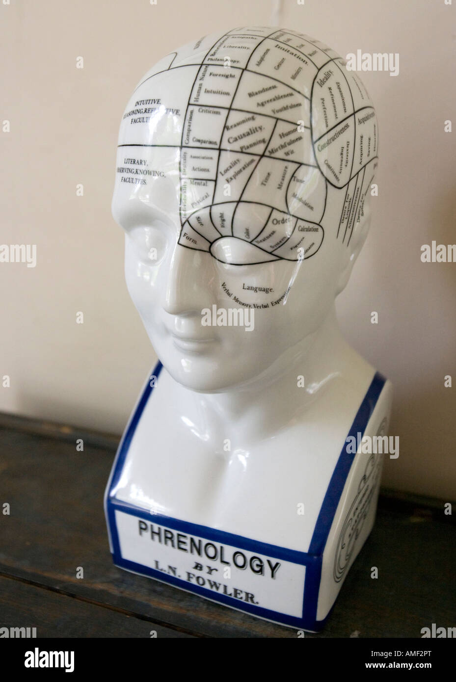 Phrenology model of a head Stock Photo - Alamy