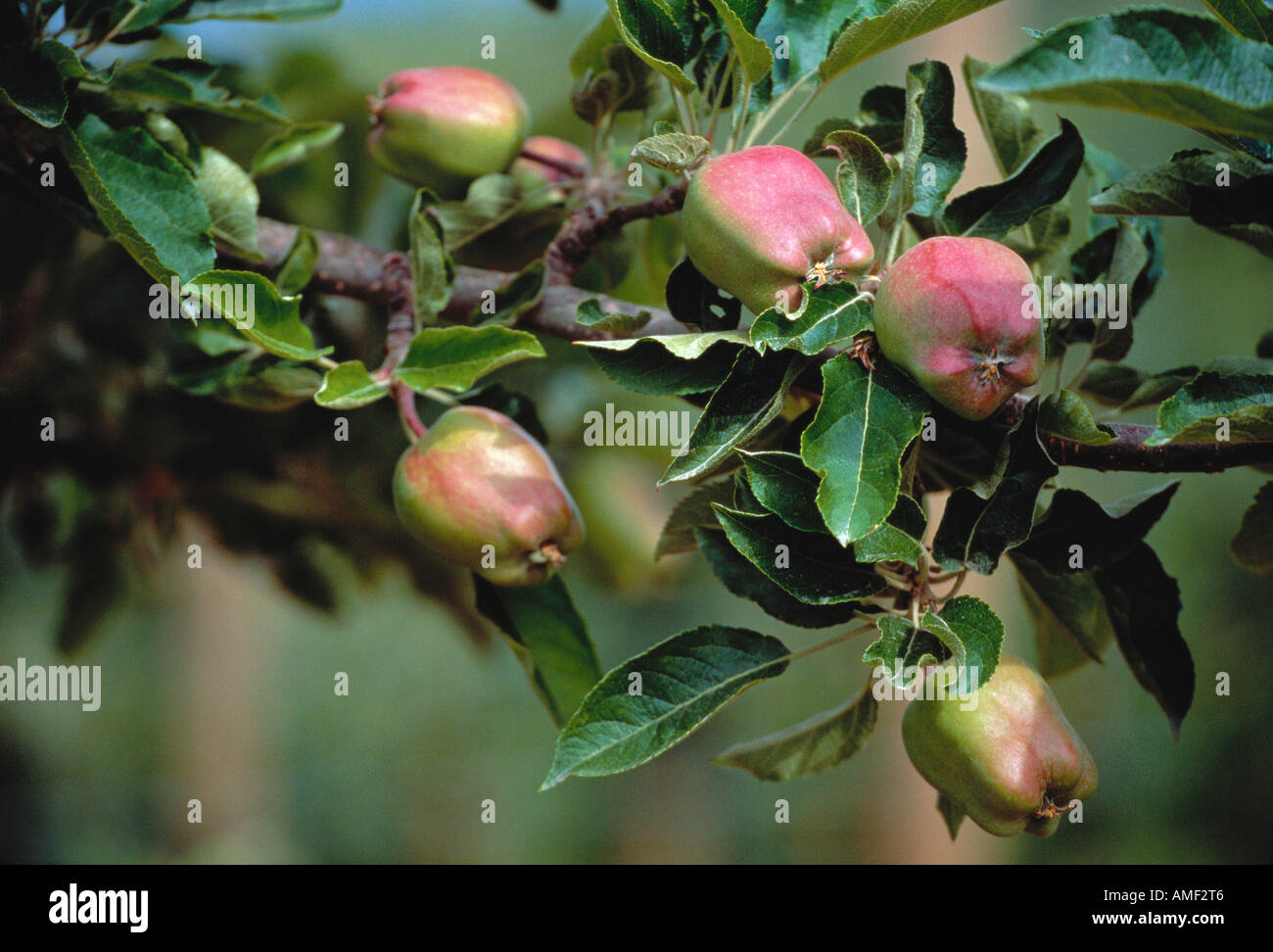 Apple tree without apples hi-res stock photography and images - Alamy