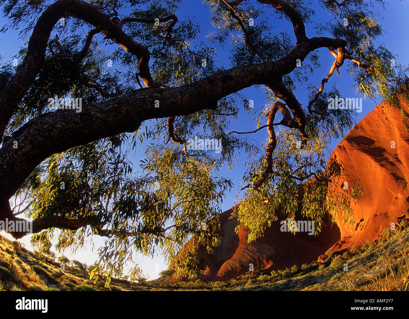 Ayers Rock, Uluru and Tree Australia Stock Photo - Alamy