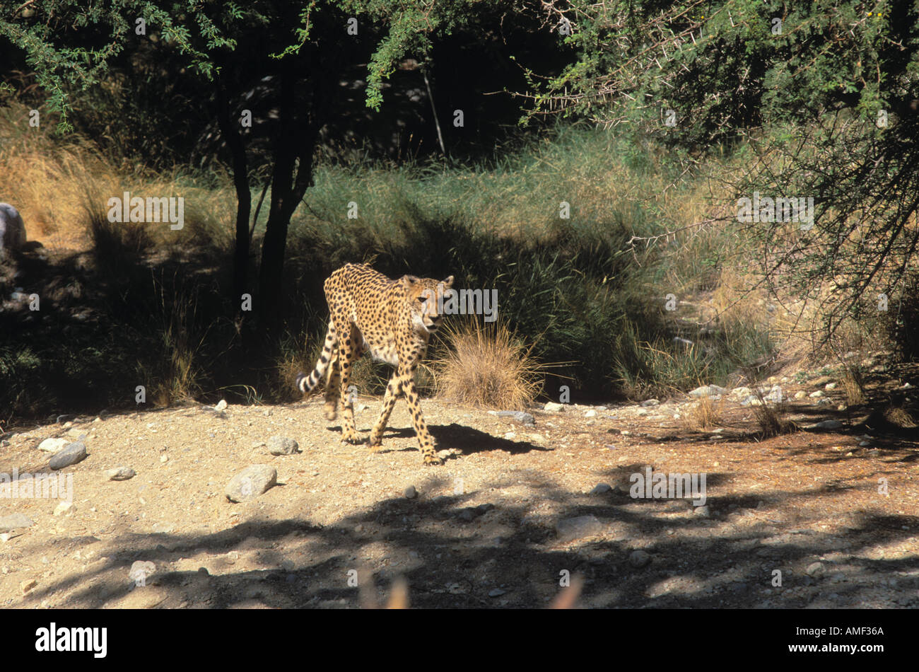 Living with wildlife hi-res stock photography and images - Alamy
