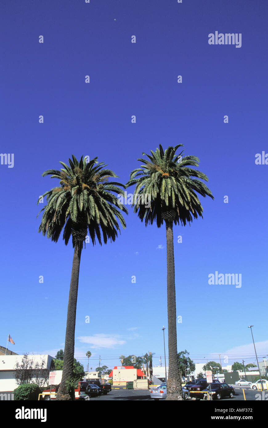 Palm Trees Santa Monica California Stock Photo - Alamy