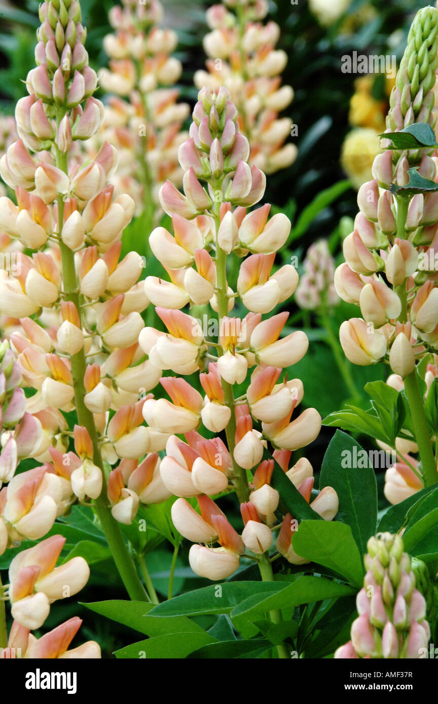 Peach coloured lupin cluster in border UK garden 3rd June 07 Stock ...