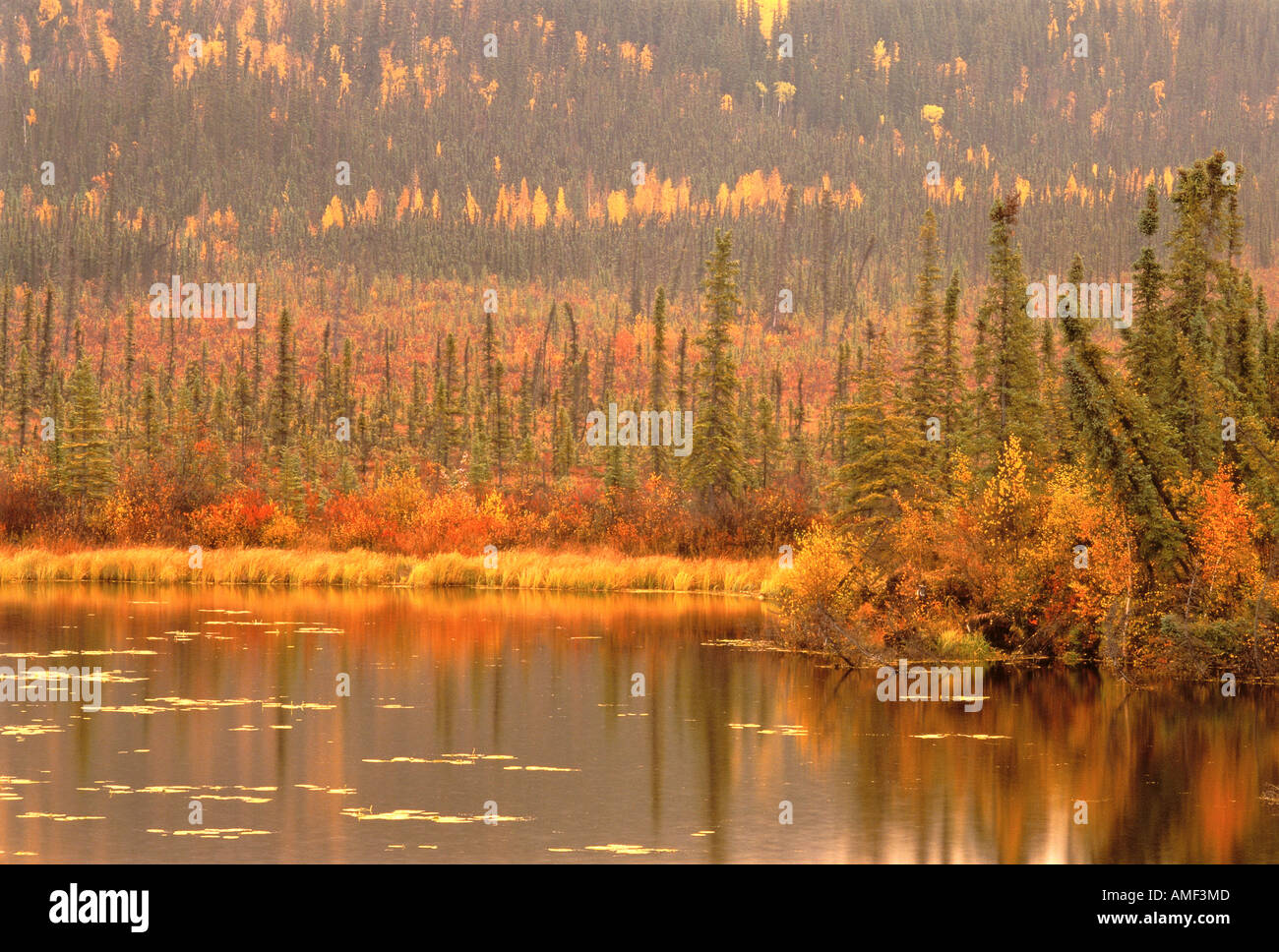 Lake and Trees in Autumn Yukon Territory, Canada Stock Photo - Alamy