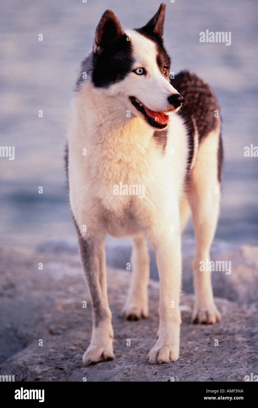 Splash Siberian Husky