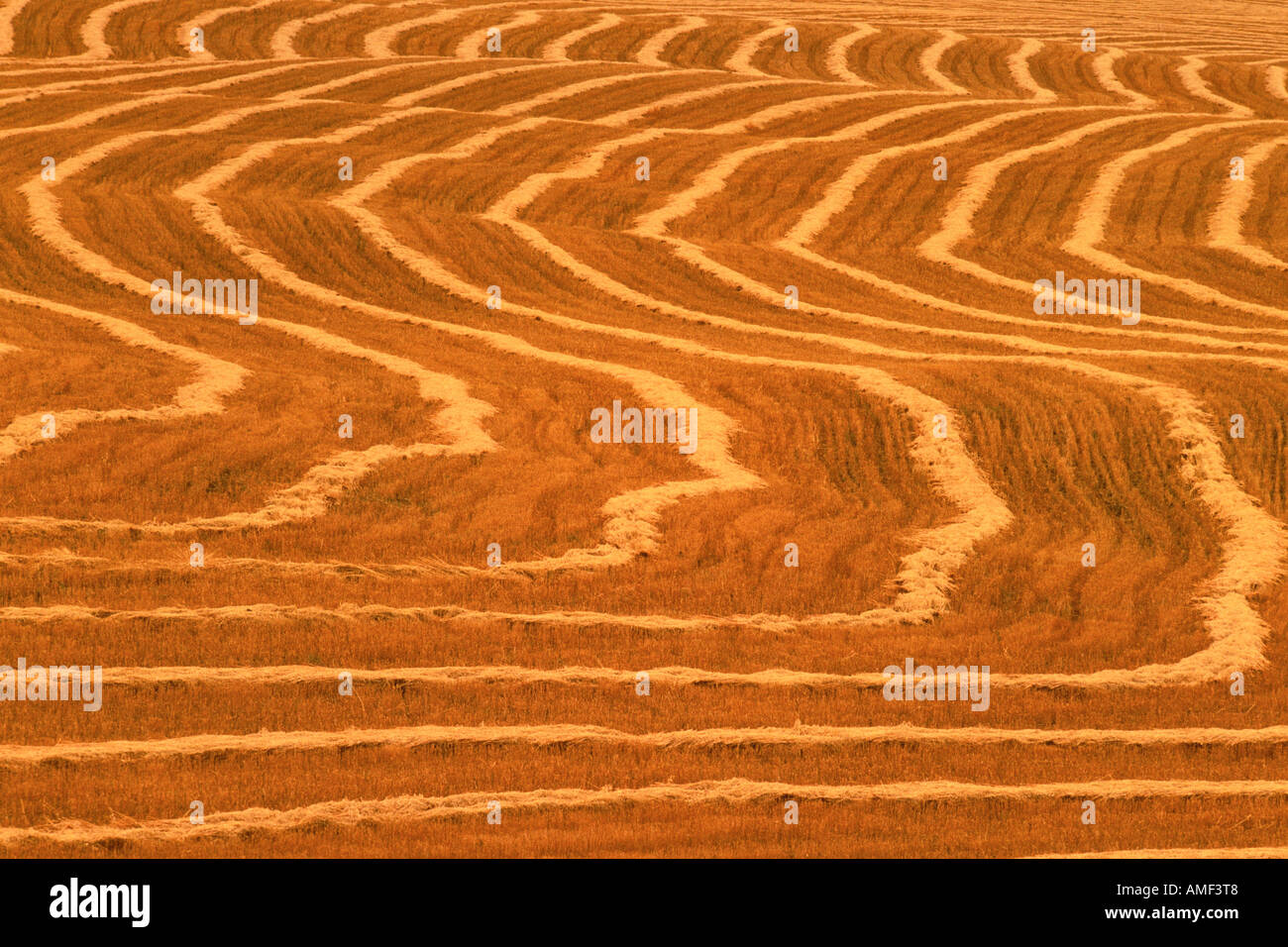 Grainfield wind not person not energy hi-res stock photography and ...