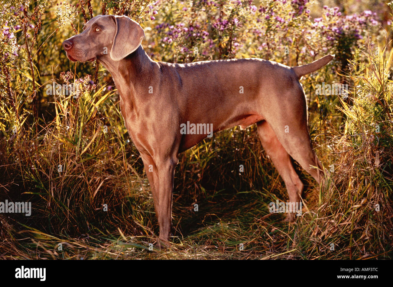 Weimaraner male standing hi-res stock photography and images - Alamy