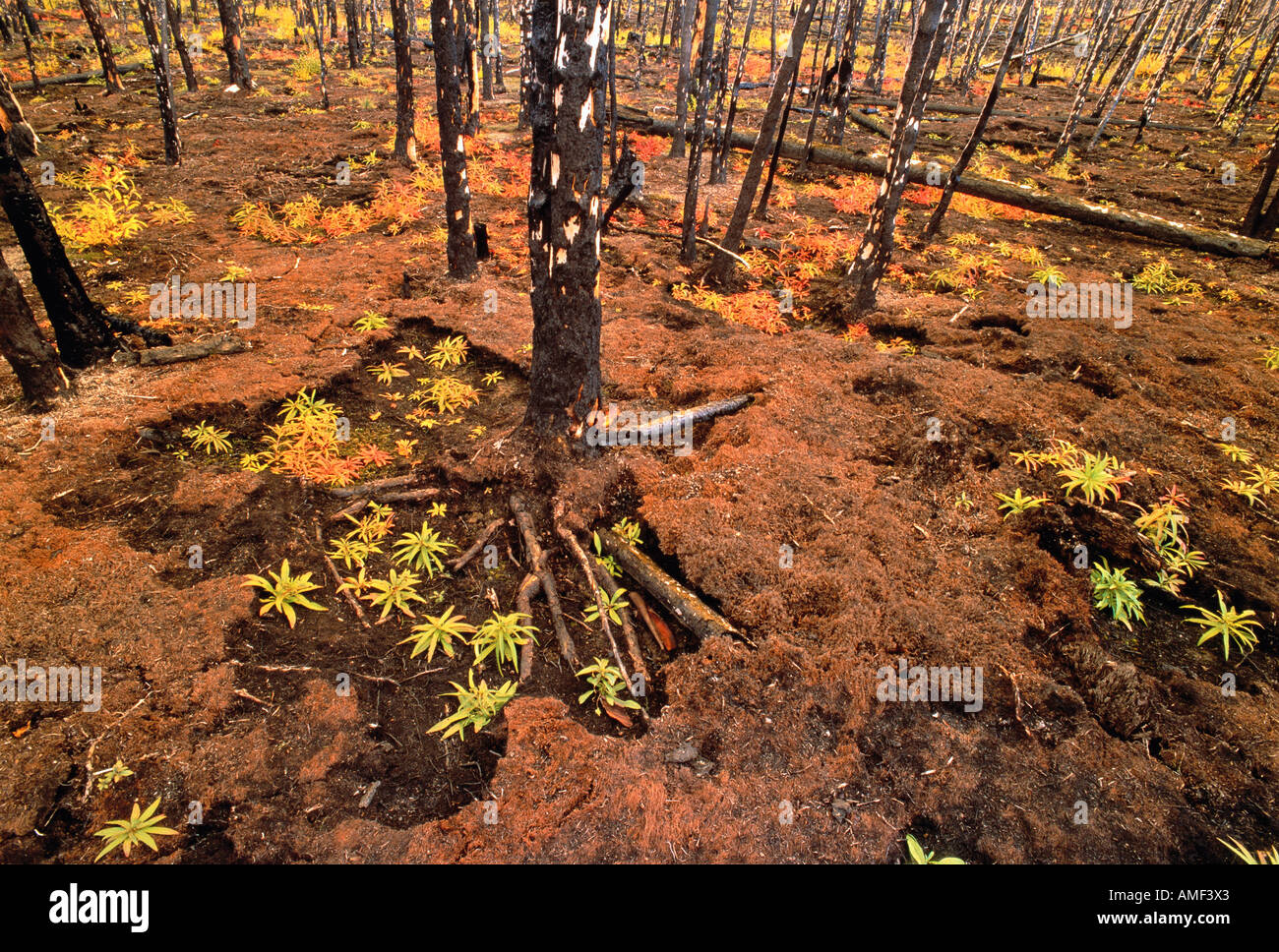 Forest Floor with Fire Damage Yukon Territories, Canada Stock Photo - Alamy