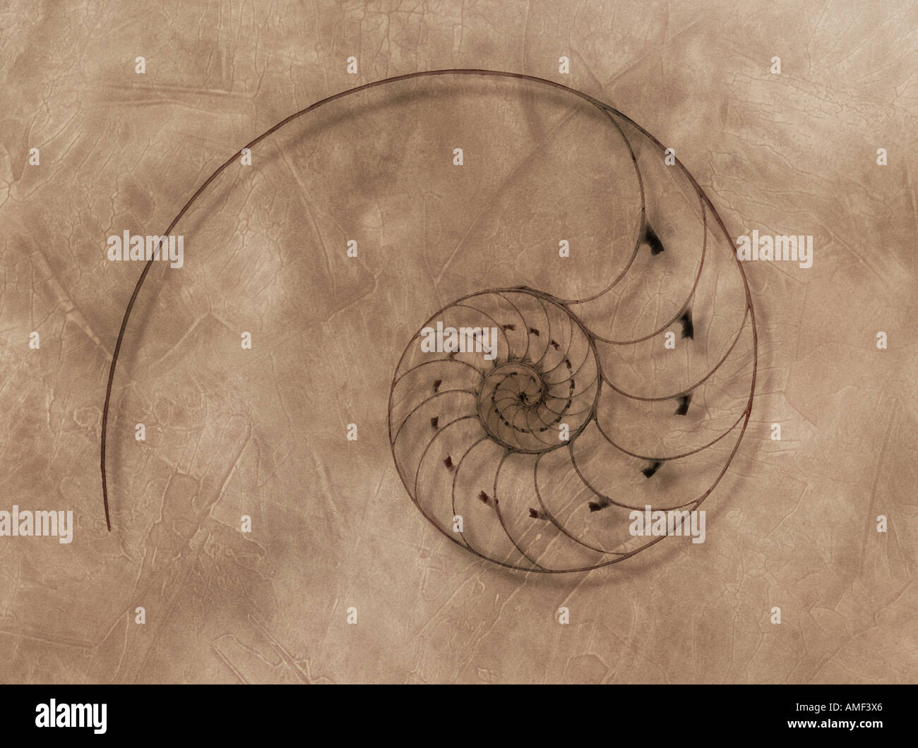 Nautilus images hi-res stock photography and images - Alamy