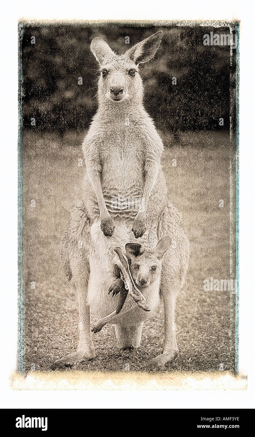 Joey portrait Cut Out Stock Images & Pictures - Alamy