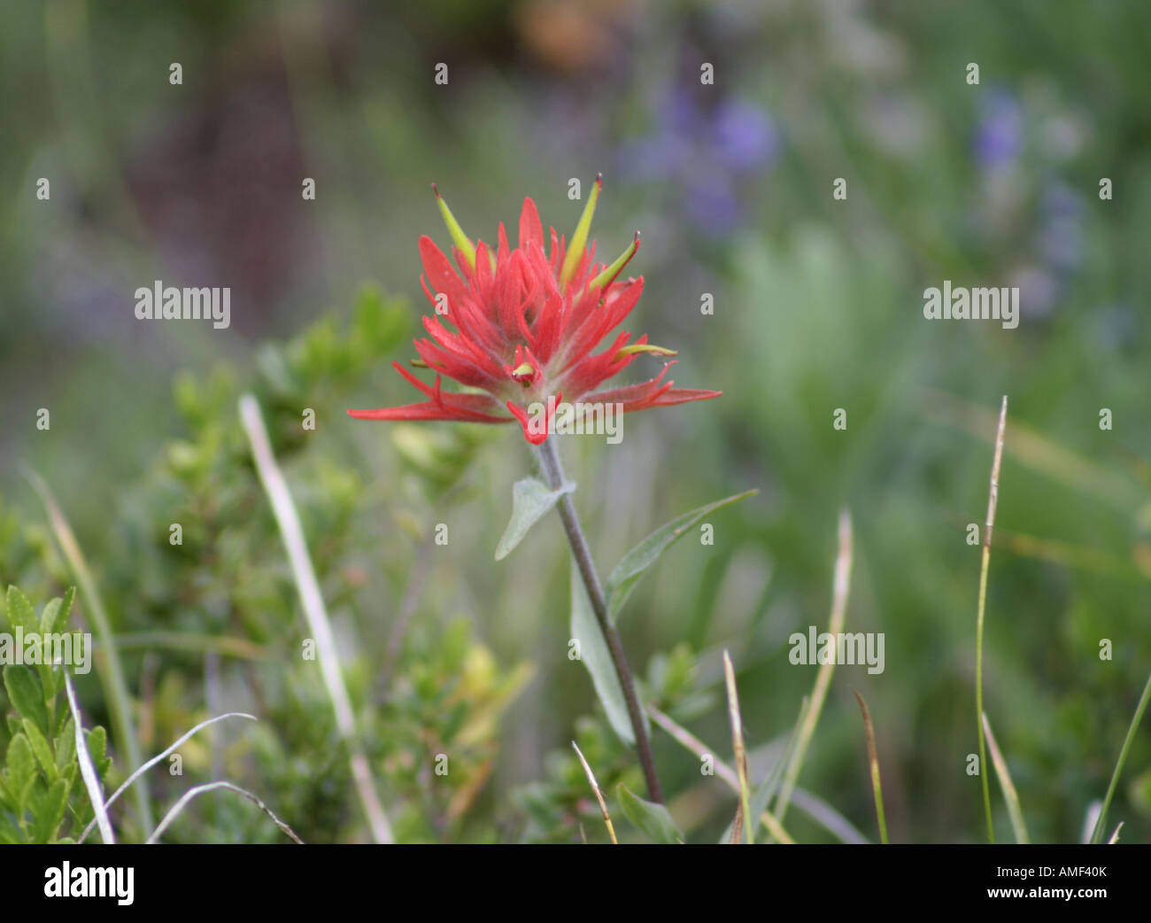 Indian Paintbrush, (Castilleja miniata Stock Photo - Alamy