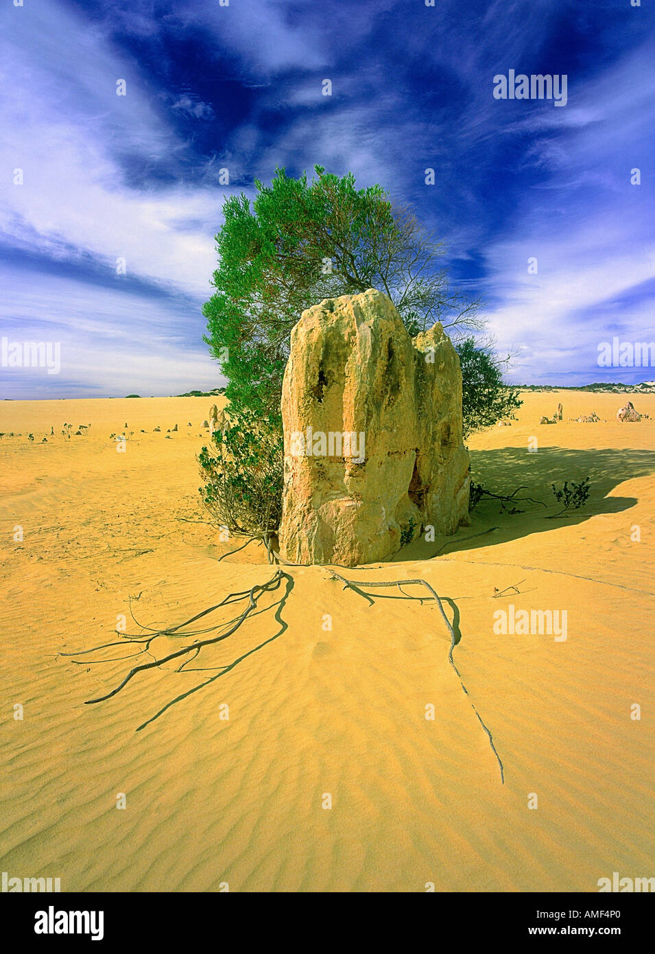 Pinnacles and Tree in Sand Nambung National Park Australia Stock Photo ...