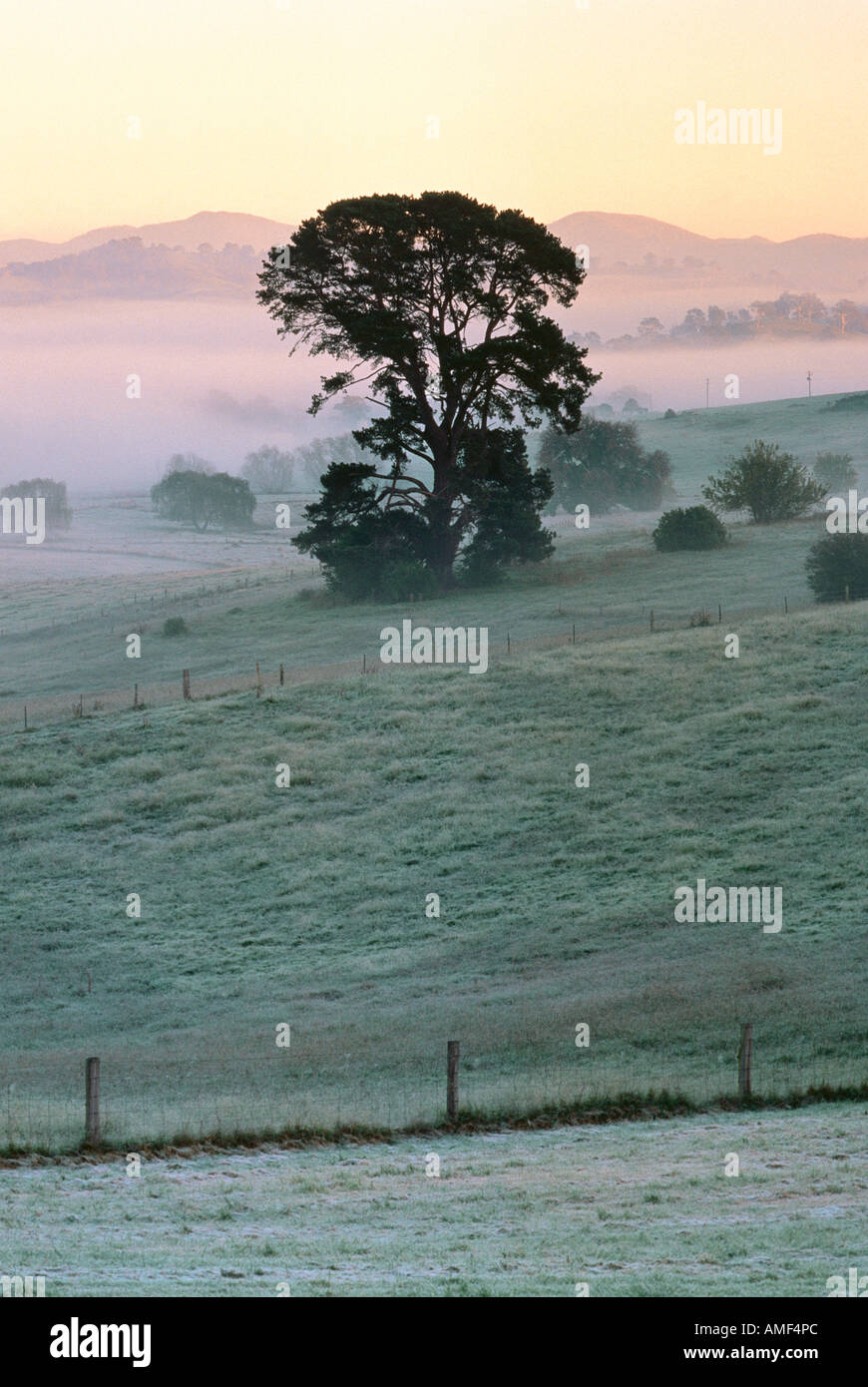 Bega Nsw High Resolution Stock Photography and Images - Alamy