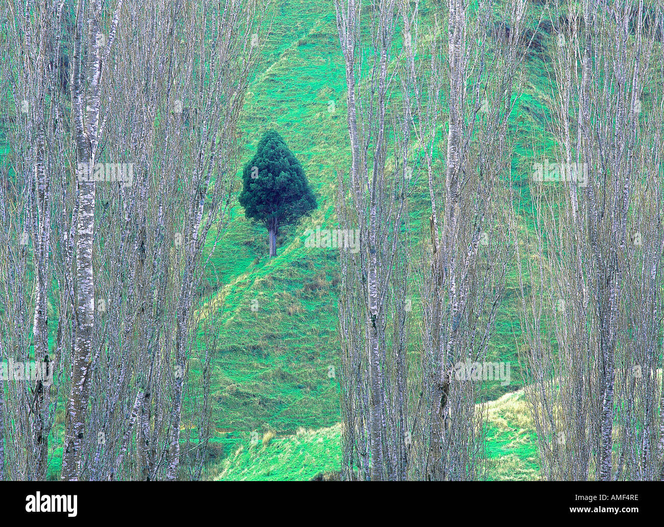 Willow Trees and Pine Tree in Field, Near Hamilton North Island, New ...