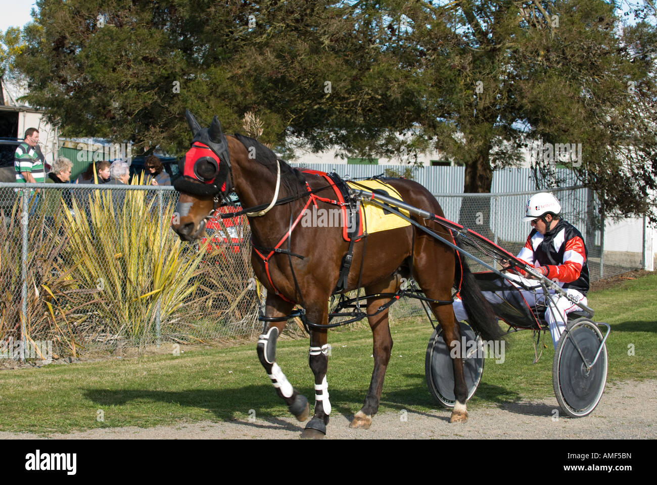 A harness racer heads out to the track for the next race at Rangiora ...