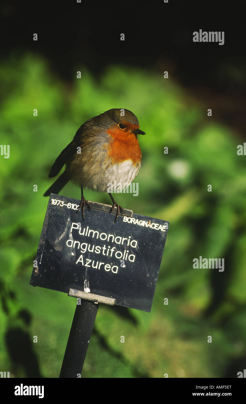 Robin on a plant label at Kew Gardens Richmond London England Stock ...