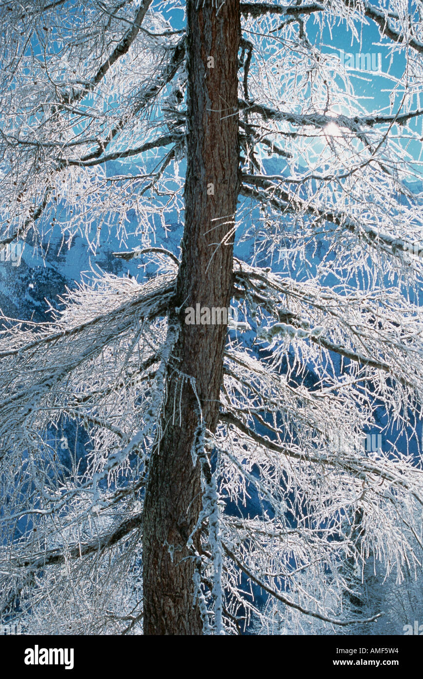 Frost Covered Tree Switzerland Stock Photo - Alamy