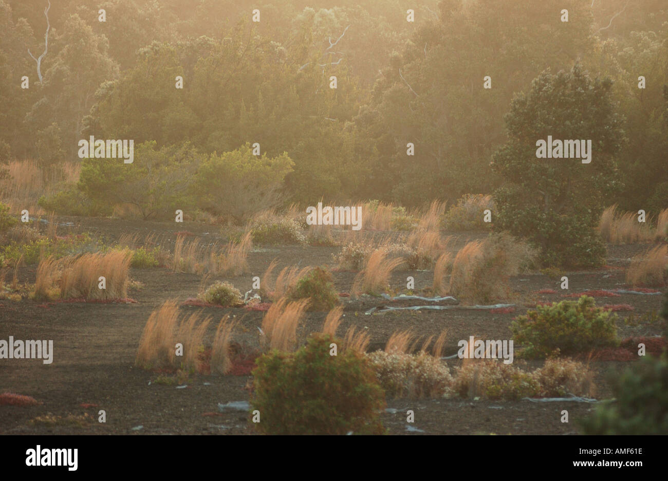 Volcano Desolation Trail Stock Photo - Alamy