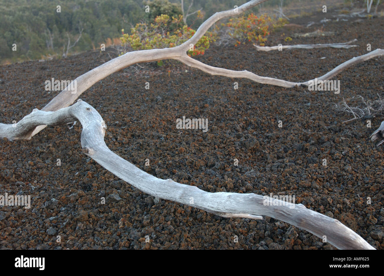 Volcano Desolation Trail Stock Photo - Alamy