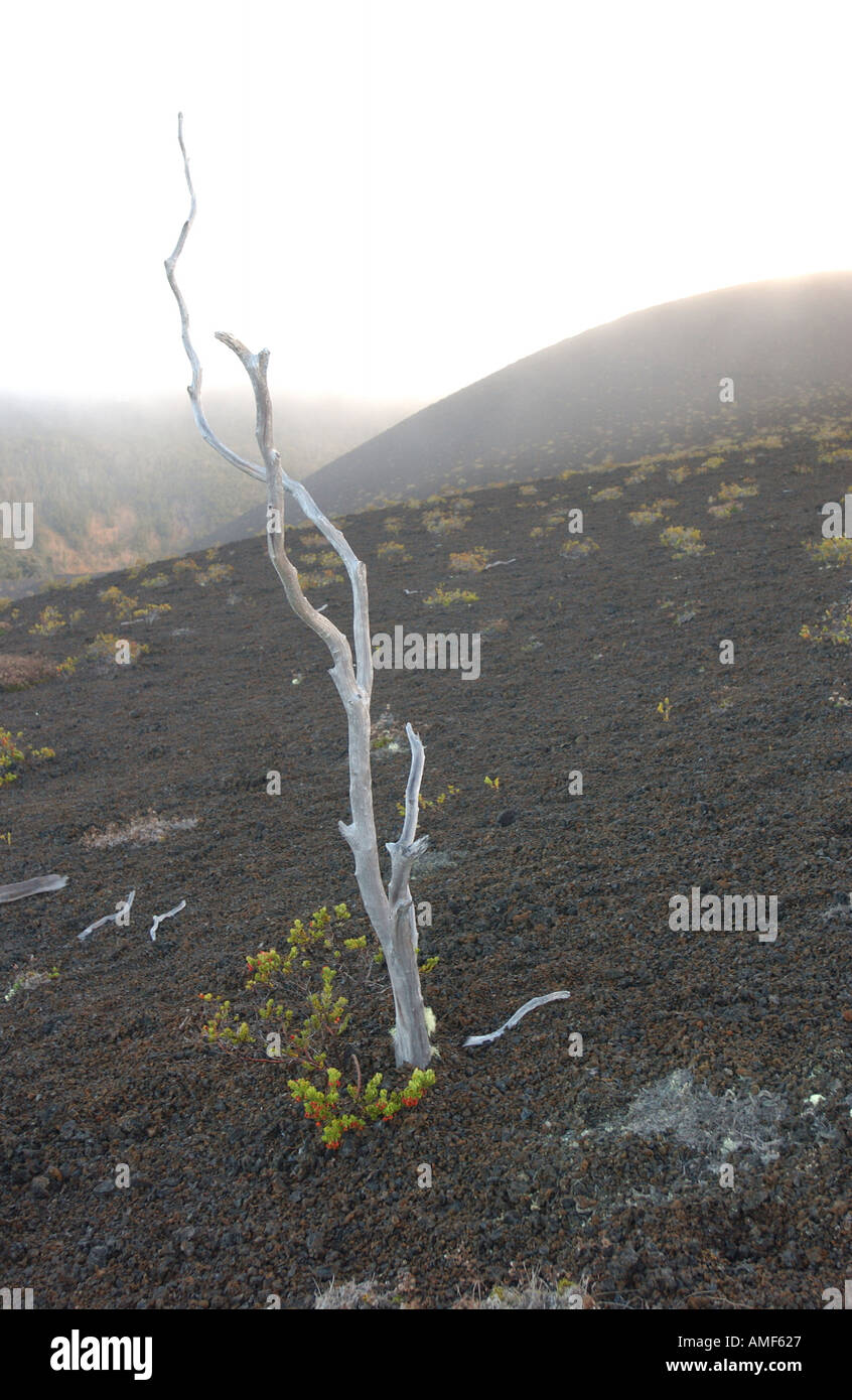 Volcano Desolation Trail Stock Photo - Alamy