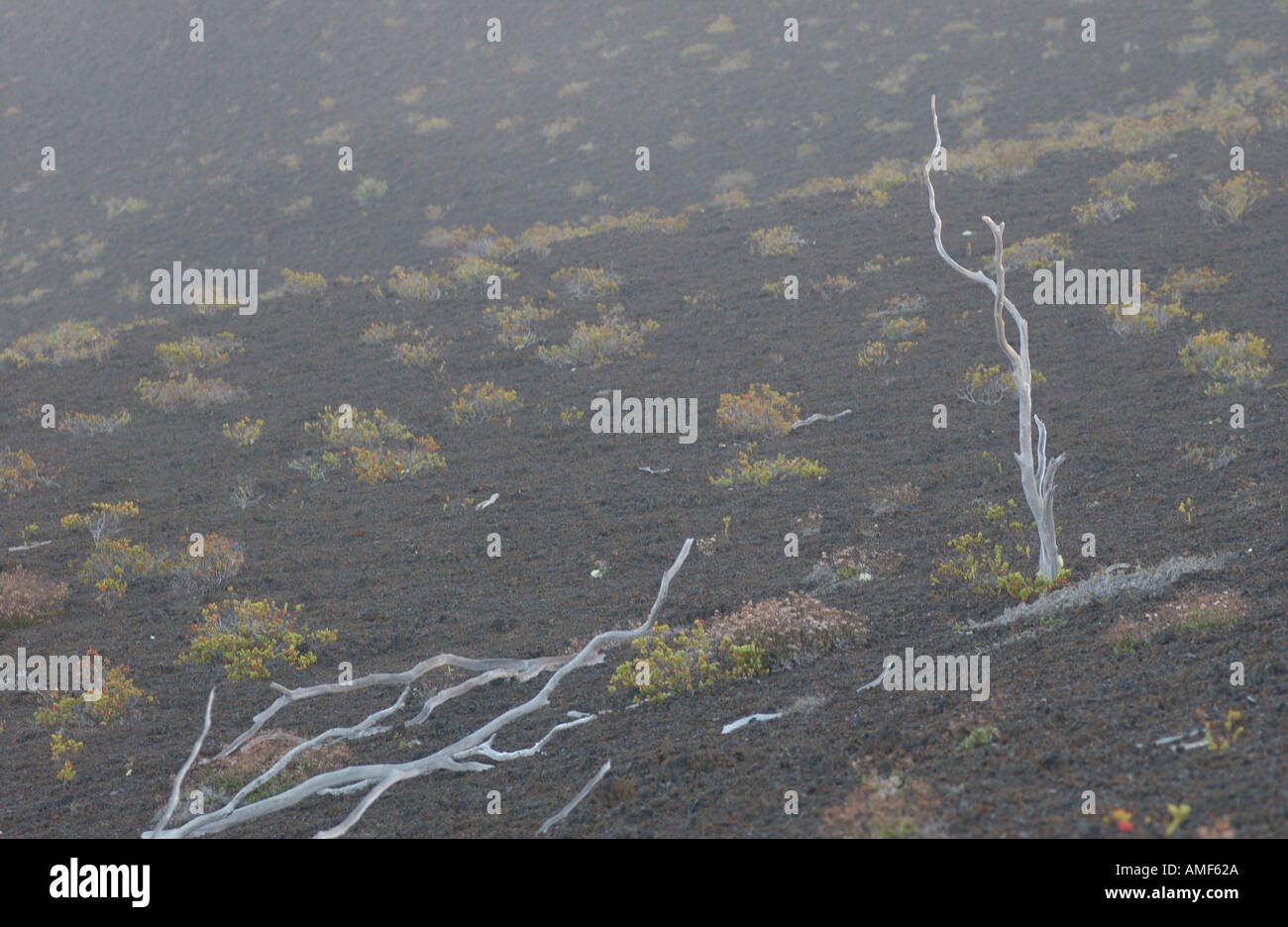 Volcano Desolation Trail Stock Photo - Alamy