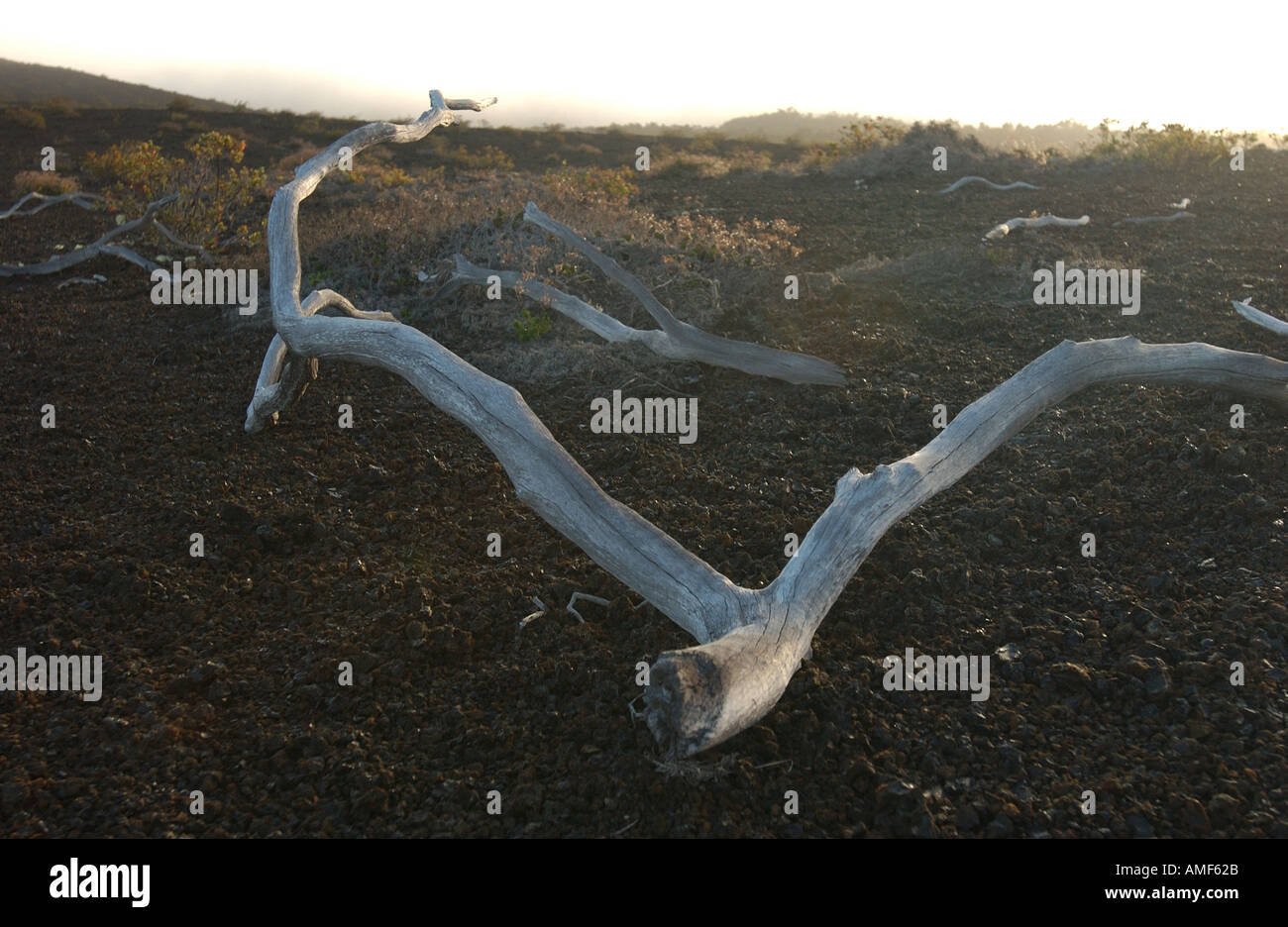 Volcano Desolation Trail Stock Photo - Alamy