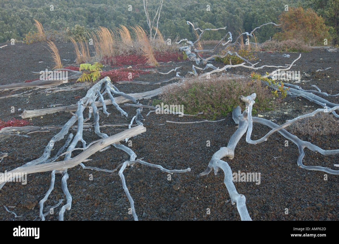 Volcano Desolation Trail Stock Photo - Alamy