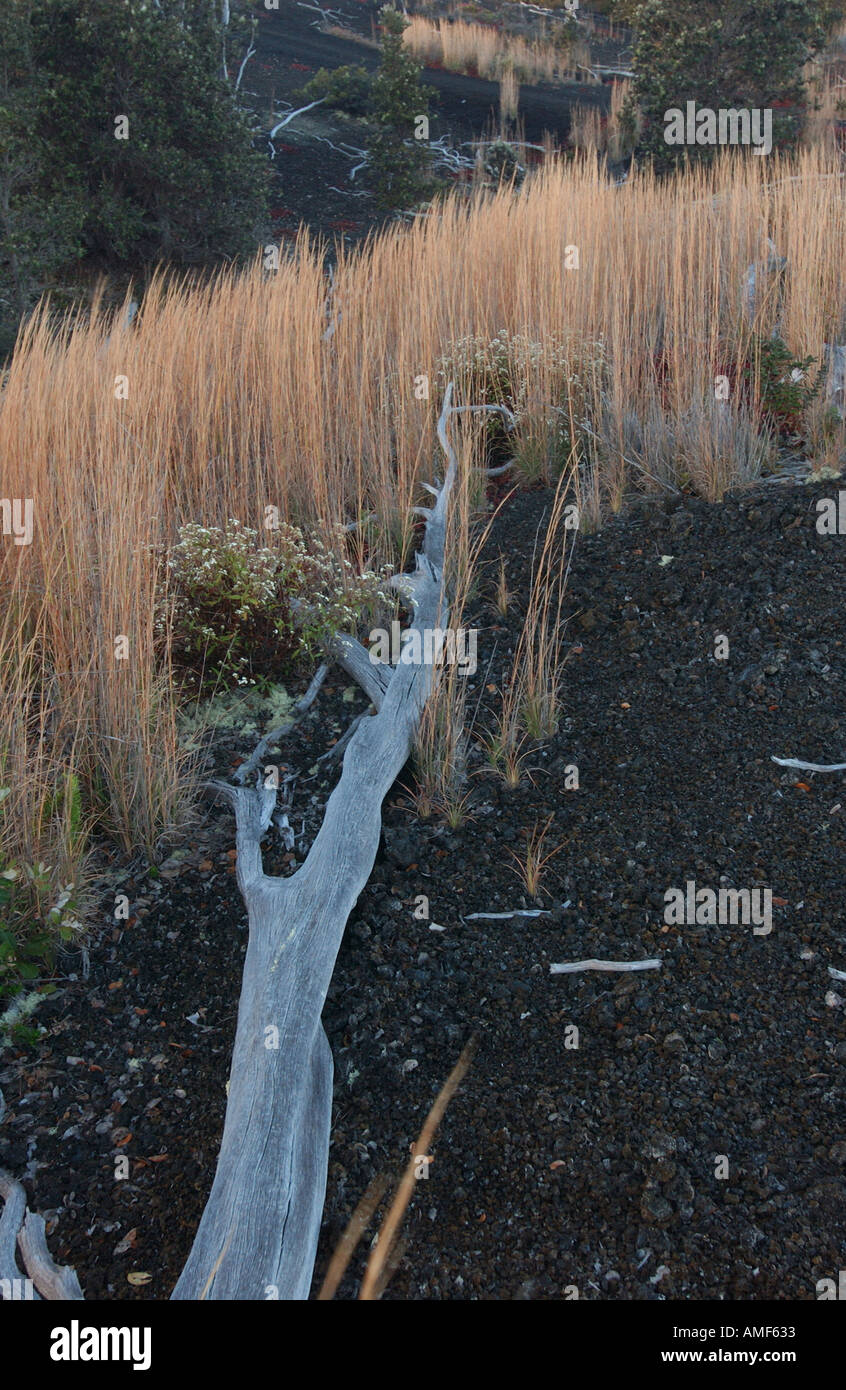 Volcano Desolation Trail Stock Photo - Alamy